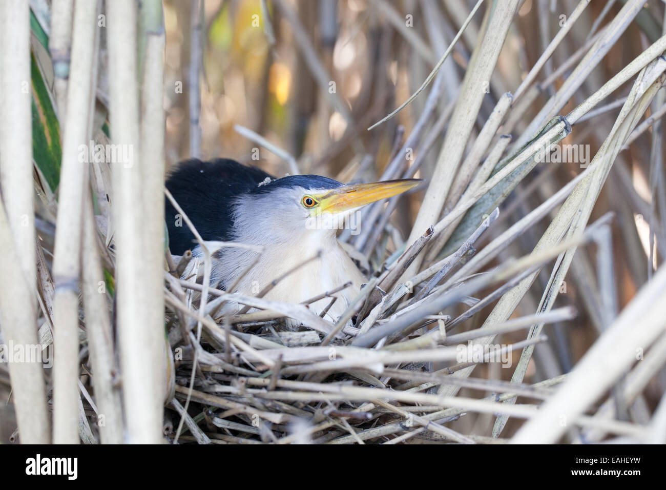 Ixobrychus minutus, Little Bittern. Nest in the nature Stock Photo - Alamy