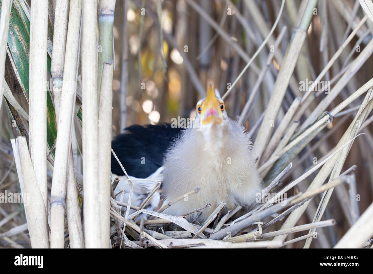 Nestling bird birds bittern hi-res stock photography and images - Alamy