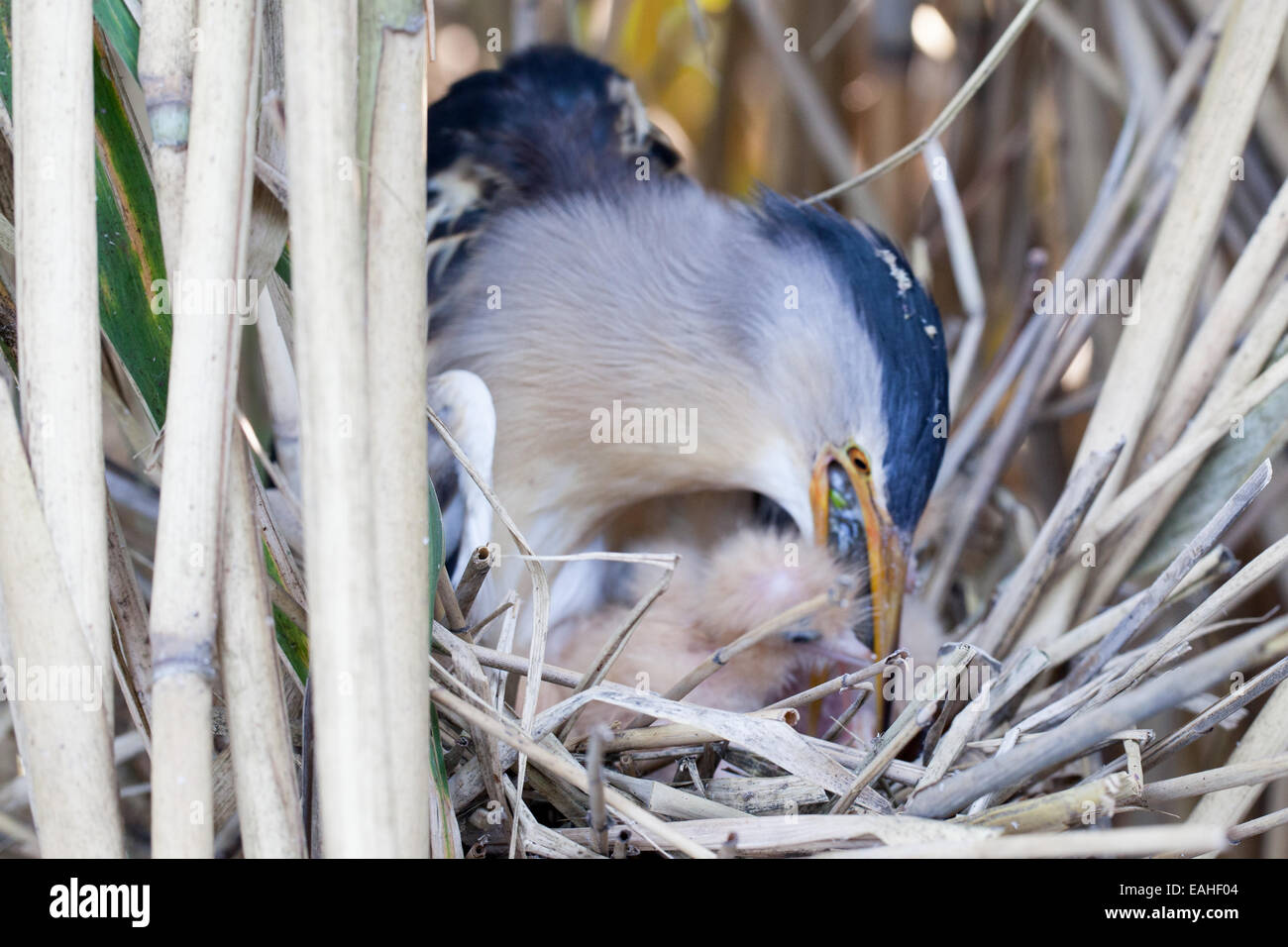 Ixobrychus minutus, Little Bittern. Nest in the nature Stock Photo - Alamy