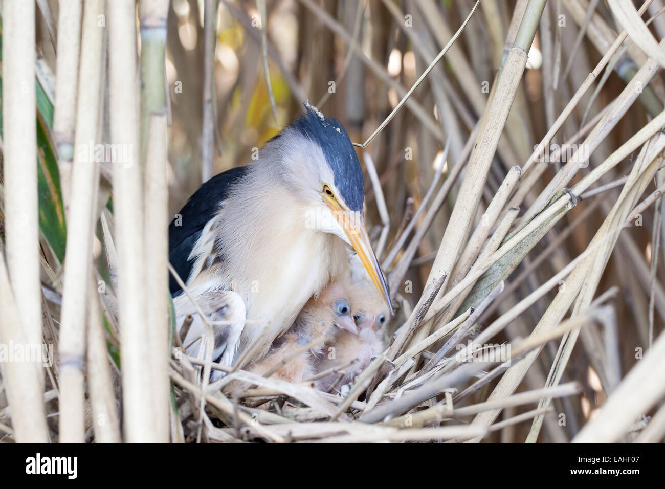 Ixobrychus minutus, Little Bittern. Nest in the nature Stock Photo - Alamy