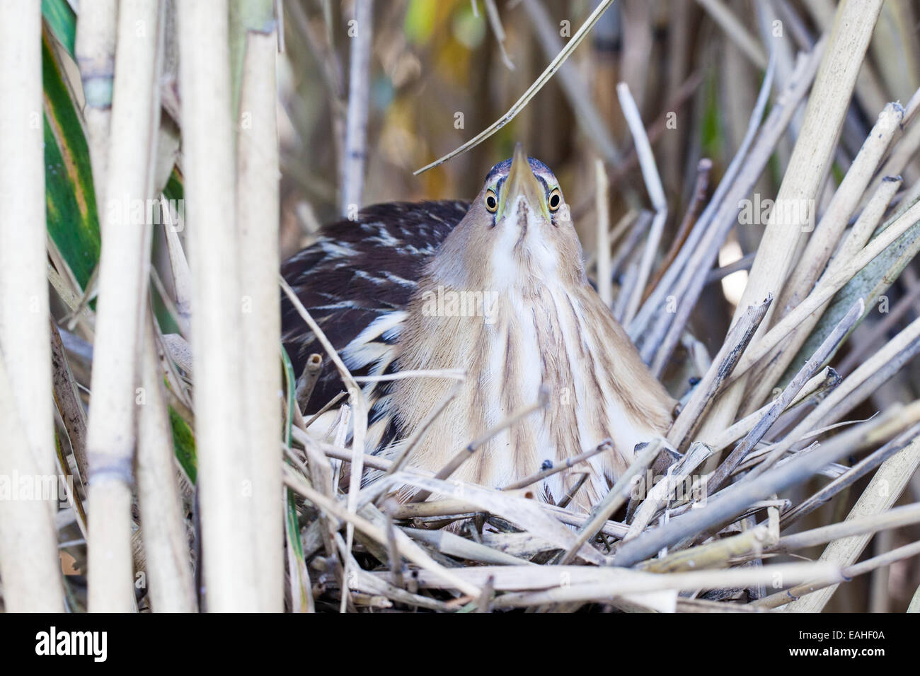 Ixobrychus minutus, Little Bittern. Nest in the nature Stock Photo - Alamy