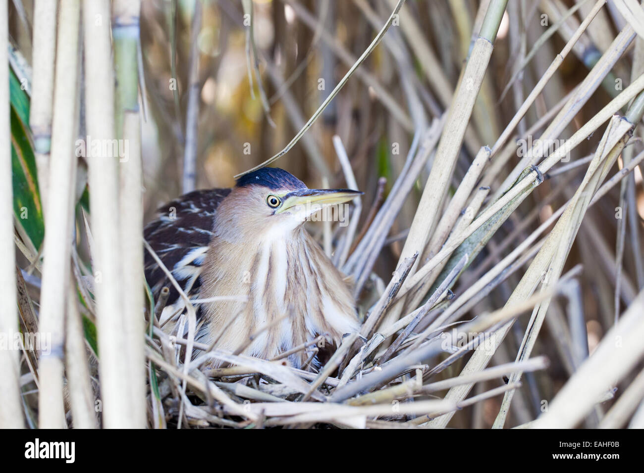 Ixobrychus minutus, Little Bittern. Nest in the nature Stock Photo - Alamy