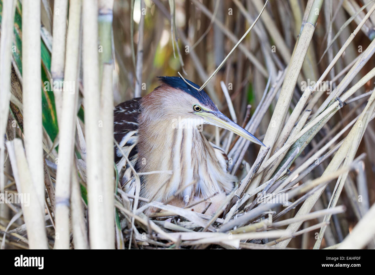 Ixobrychus minutus, Little Bittern. Nest in the nature Stock Photo - Alamy
