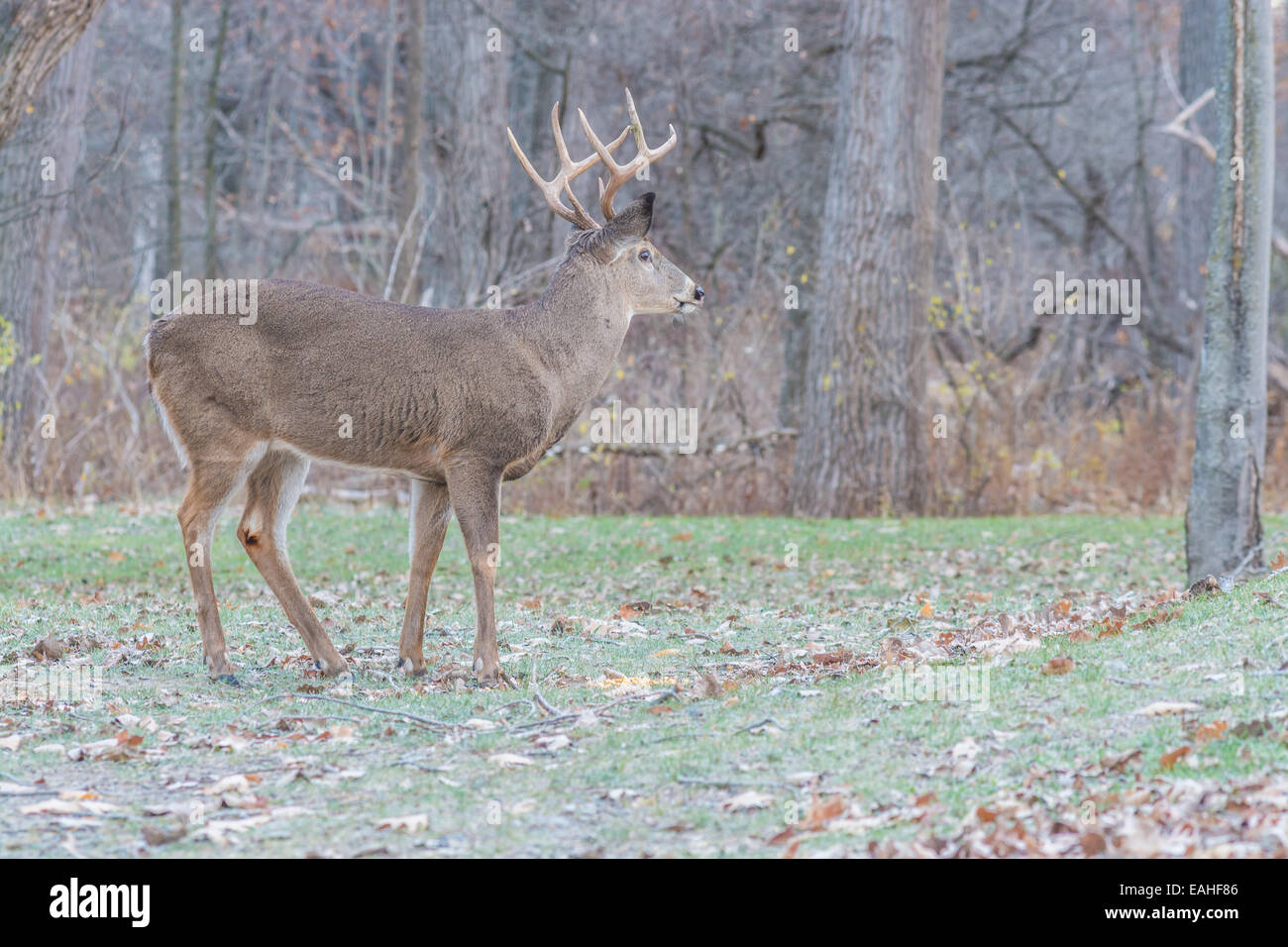 Whitetail Deer Buck standing in a field Stock Photo - Alamy