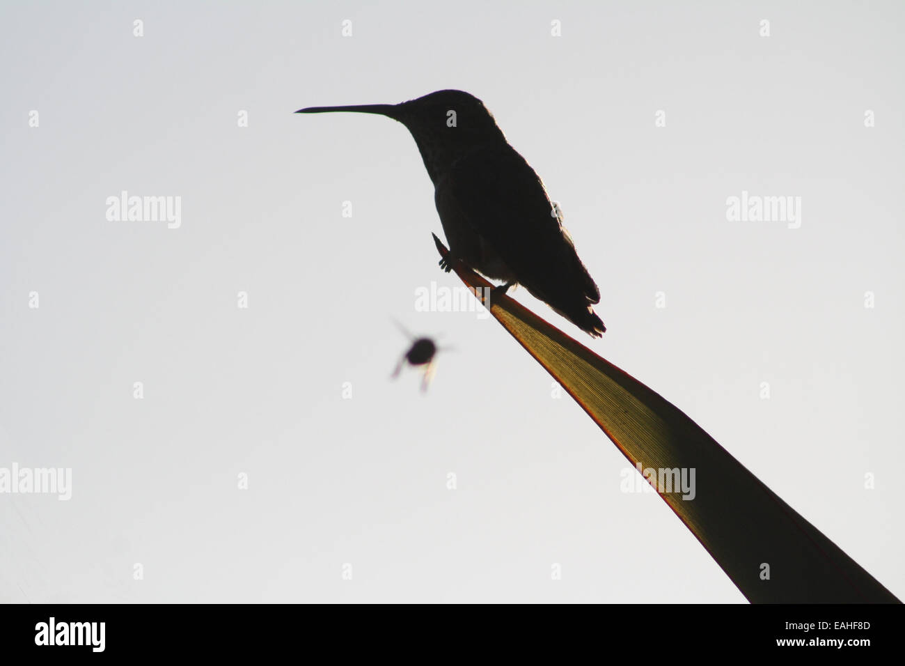 Hummingbird silhouette hi-res stock photography and images - Alamy