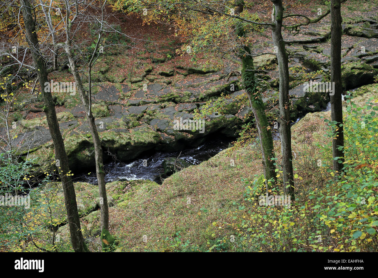 View of The Strid and River Wharfe from Strid Wood, Wharfedale, Bolton ...