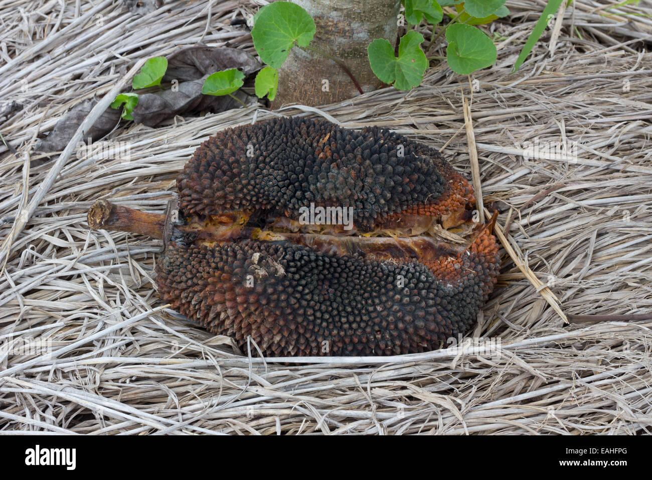 rotten jackfruit on straw Stock Photo - Alamy