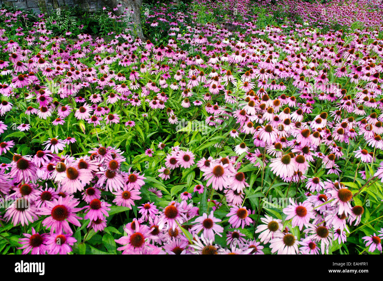 Coneflower, EchinaceaA field of coneflower (Echinacea) are in full ...