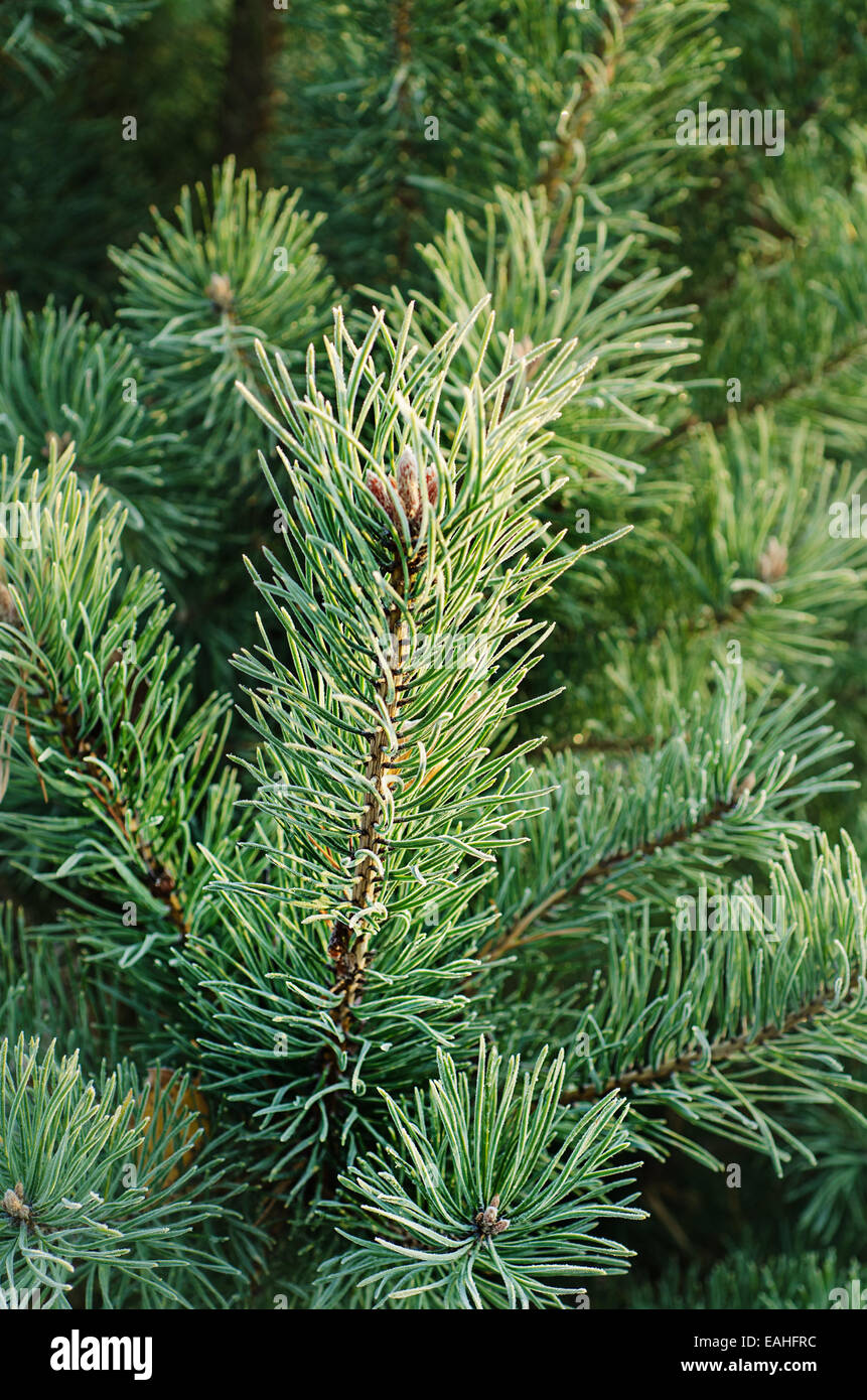 Pine iced tree Stock Photo - Alamy
