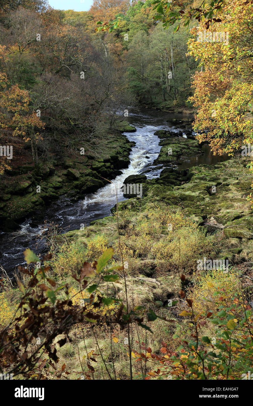 View of The Strid and River Wharfe from Strid Wood, Wharfedale, Bolton ...