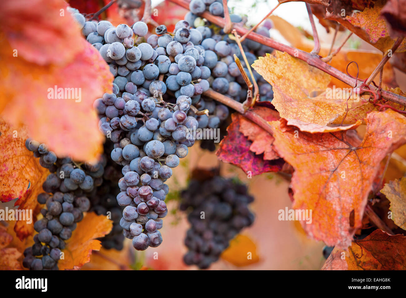 Photo of wine hi-res stock photography and images - Alamy
