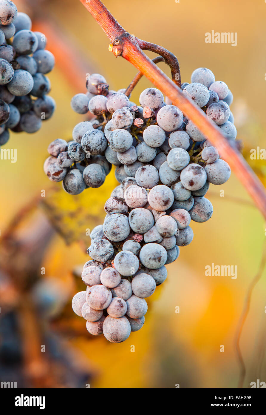 Grapes celebration hi-res stock photography and images - Alamy