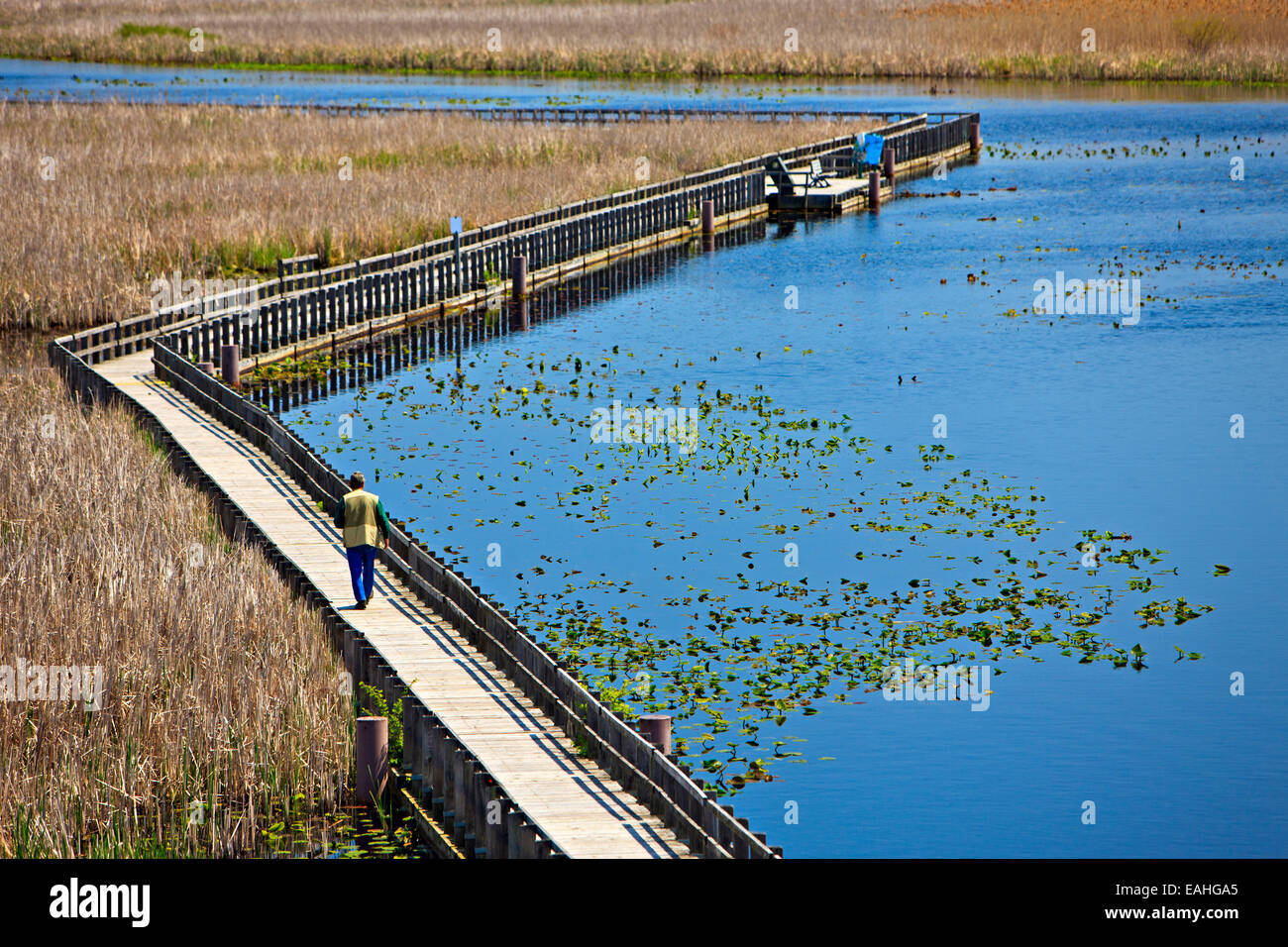 The Marsh Boardwalk in Point Pelee National Park, Leamington, Ontario ...