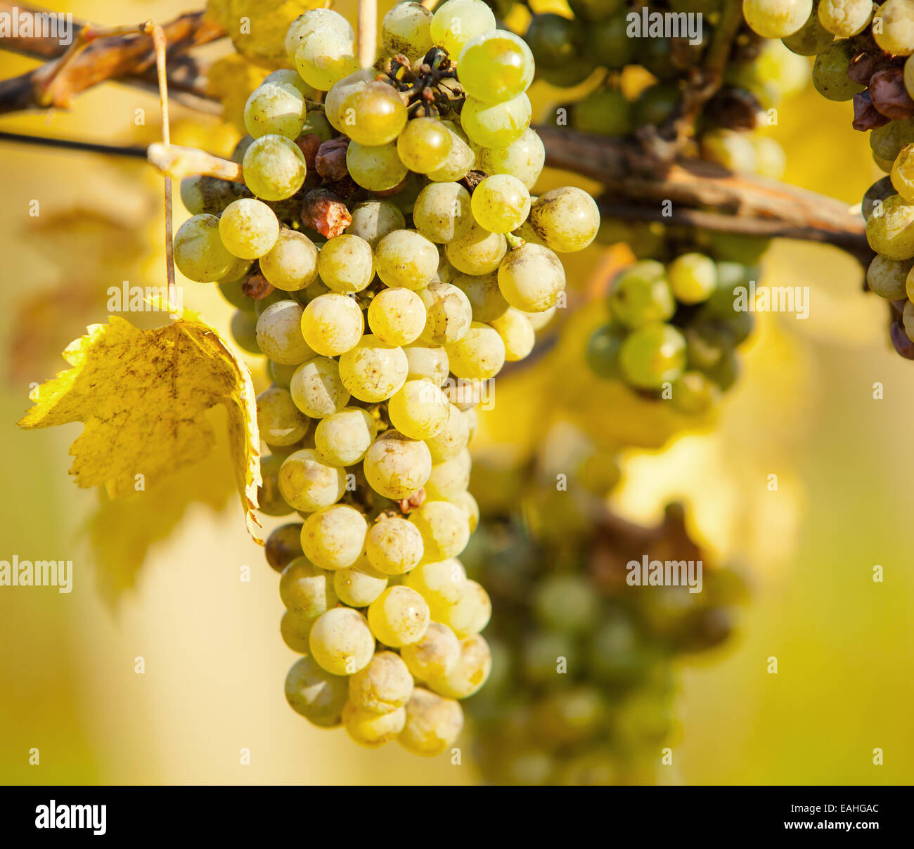 Green grape bunch photo hi-res stock photography and images - Alamy