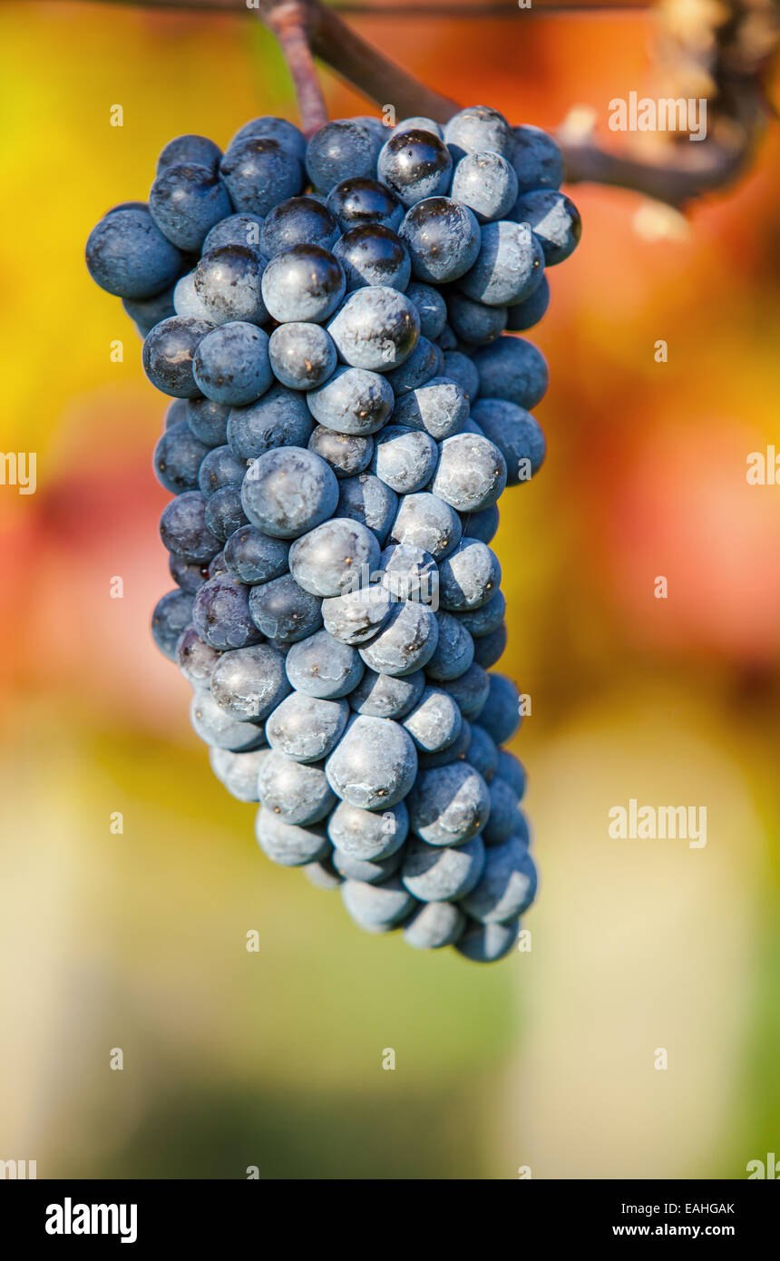 Macro photo of red wine grapes, low depth of focus Stock Photo - Alamy