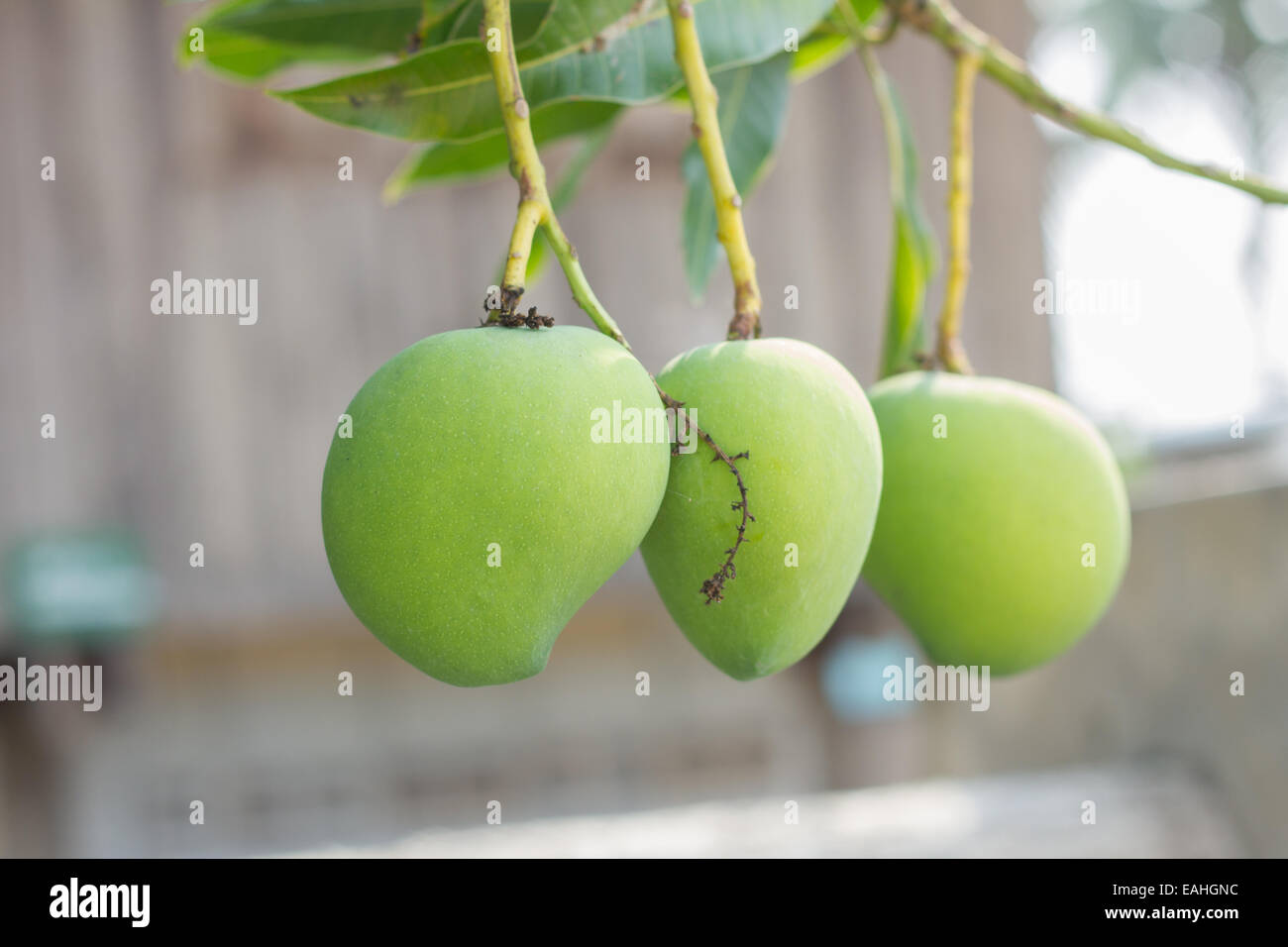 sweet green mango on tree, thailand Stock Photo - Alamy
