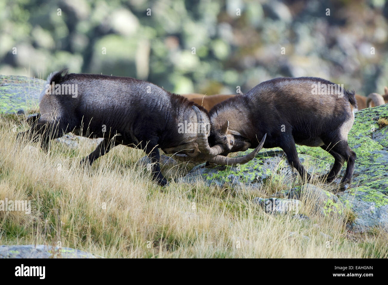 An impressive fight between two fully grown Mountain Goats, or Spanish ...