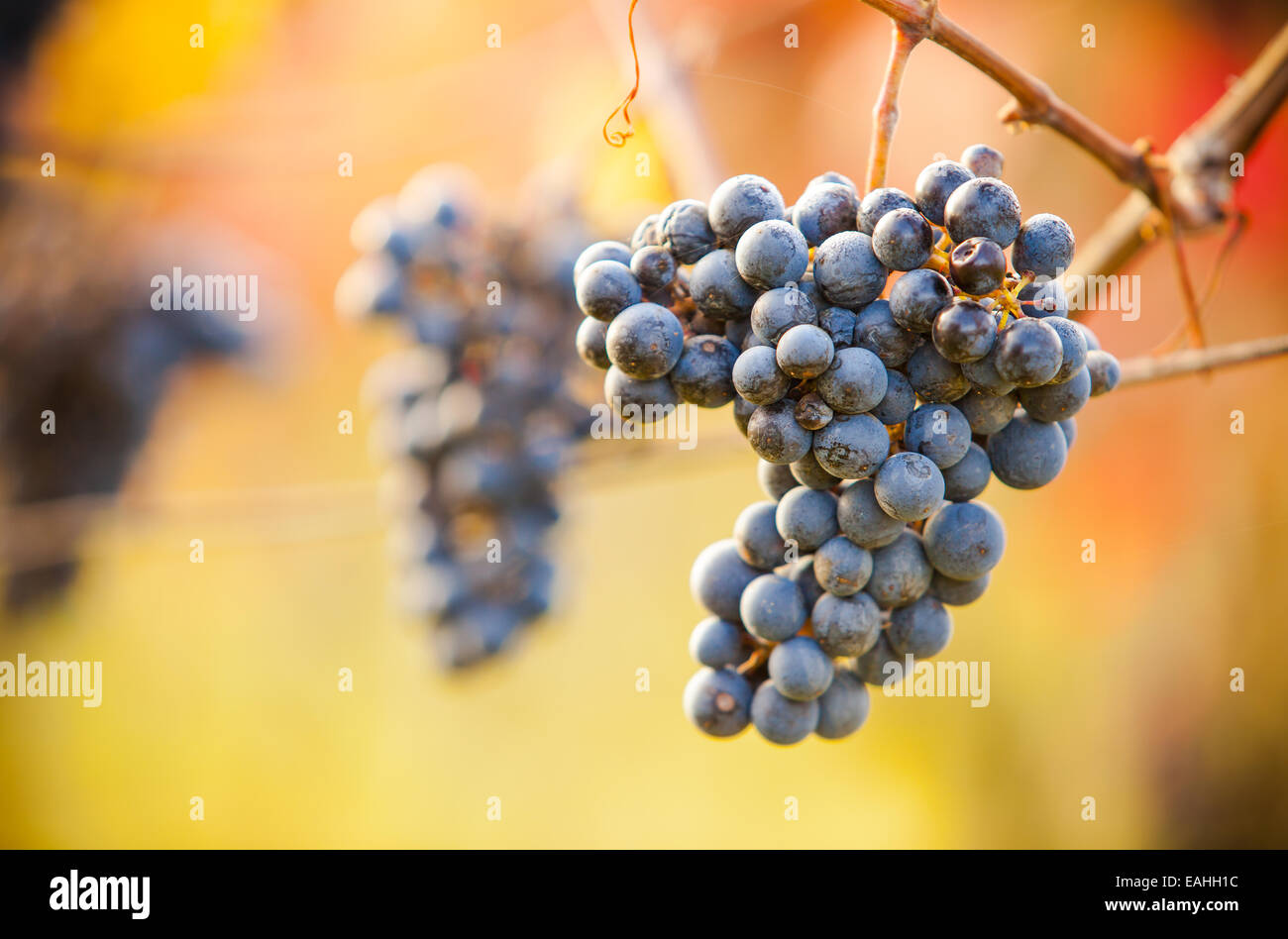 Red wine grape hi-res stock photography and images - Alamy