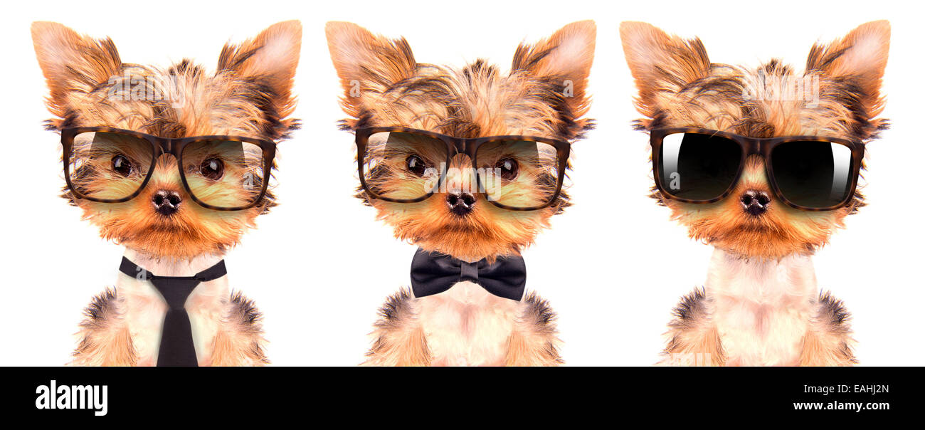 cute puppy dog wearing a shades on white background Stock Photo - Alamy
