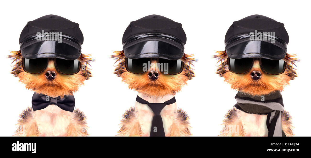 A dog wearing a cap isolated on a white background Stock Photo - Alamy
