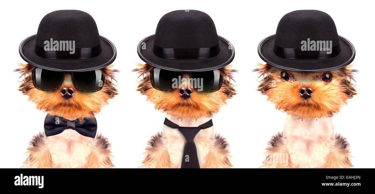 Dog dressed as mafia gangster on a white background Stock Photo - Alamy