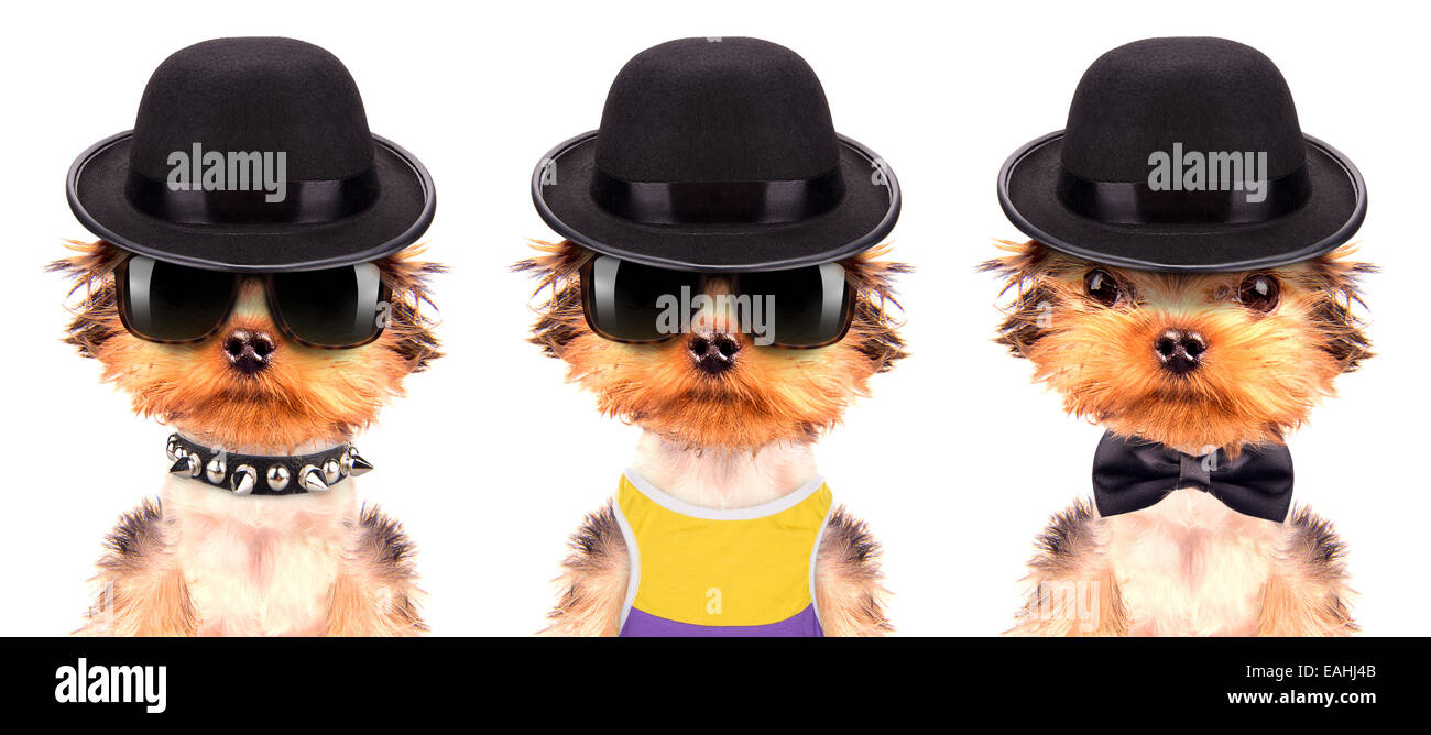 Dog dressed as mafia gangster on a white background Stock Photo - Alamy