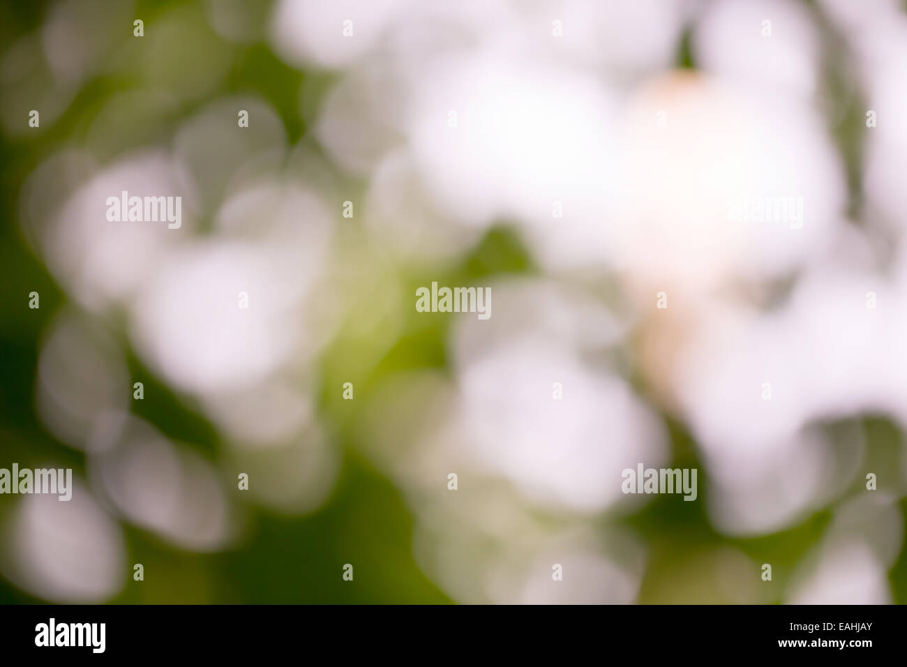 Nature forest bokeh background Stock Photo - Alamy