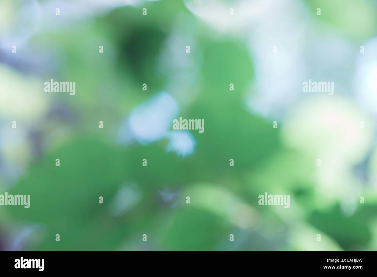 Nature forest bokeh background Stock Photo - Alamy