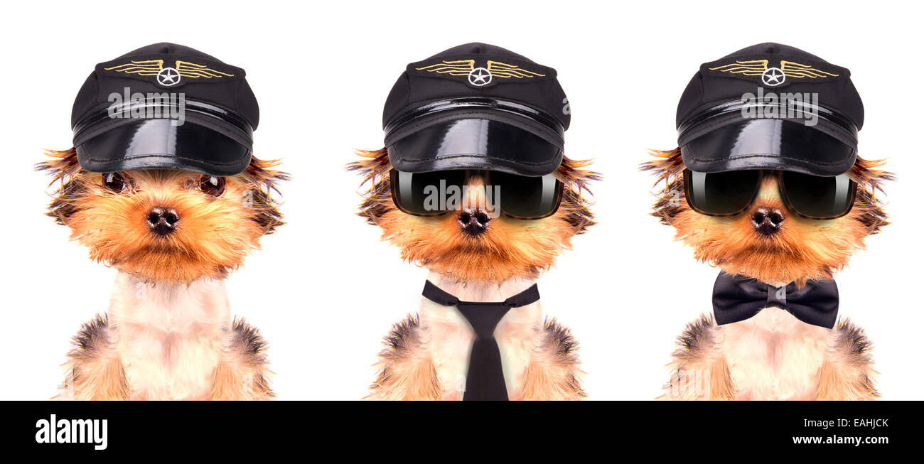 dog dressed as pilot on a white background Stock Photo - Alamy