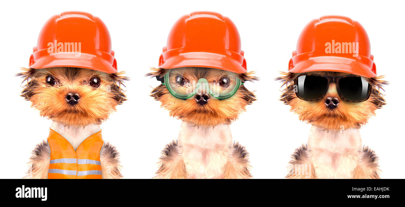 dog dressed as builder isolated on a white background Stock Photo - Alamy