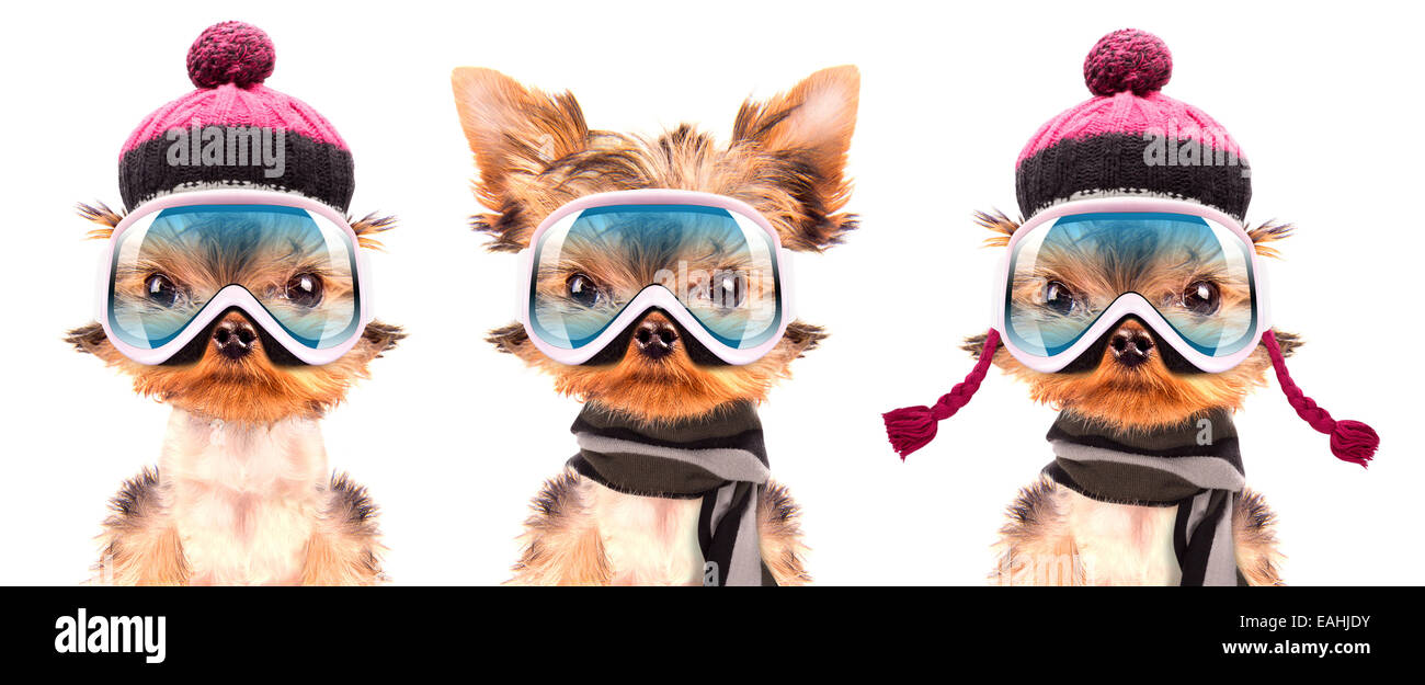 dog dressed as skier isolated on a white background Stock Photo - Alamy