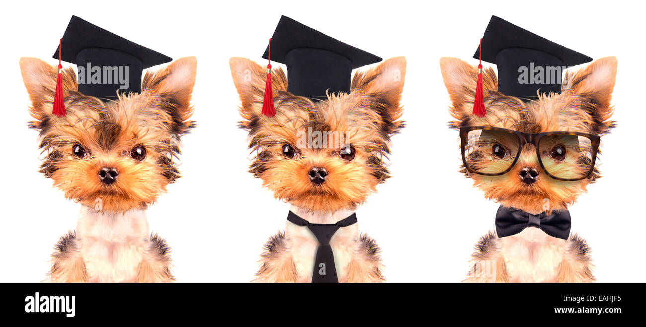 graduated dog isolated on a white background Stock Photo - Alamy