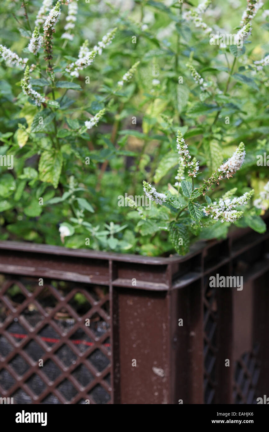 Moroccan peppermint farmed in plant boxes in an urban gardening project ...