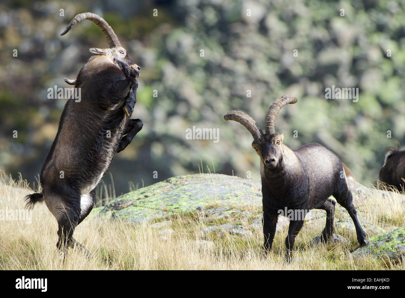 Mating goats hi-res stock photography and images - Alamy