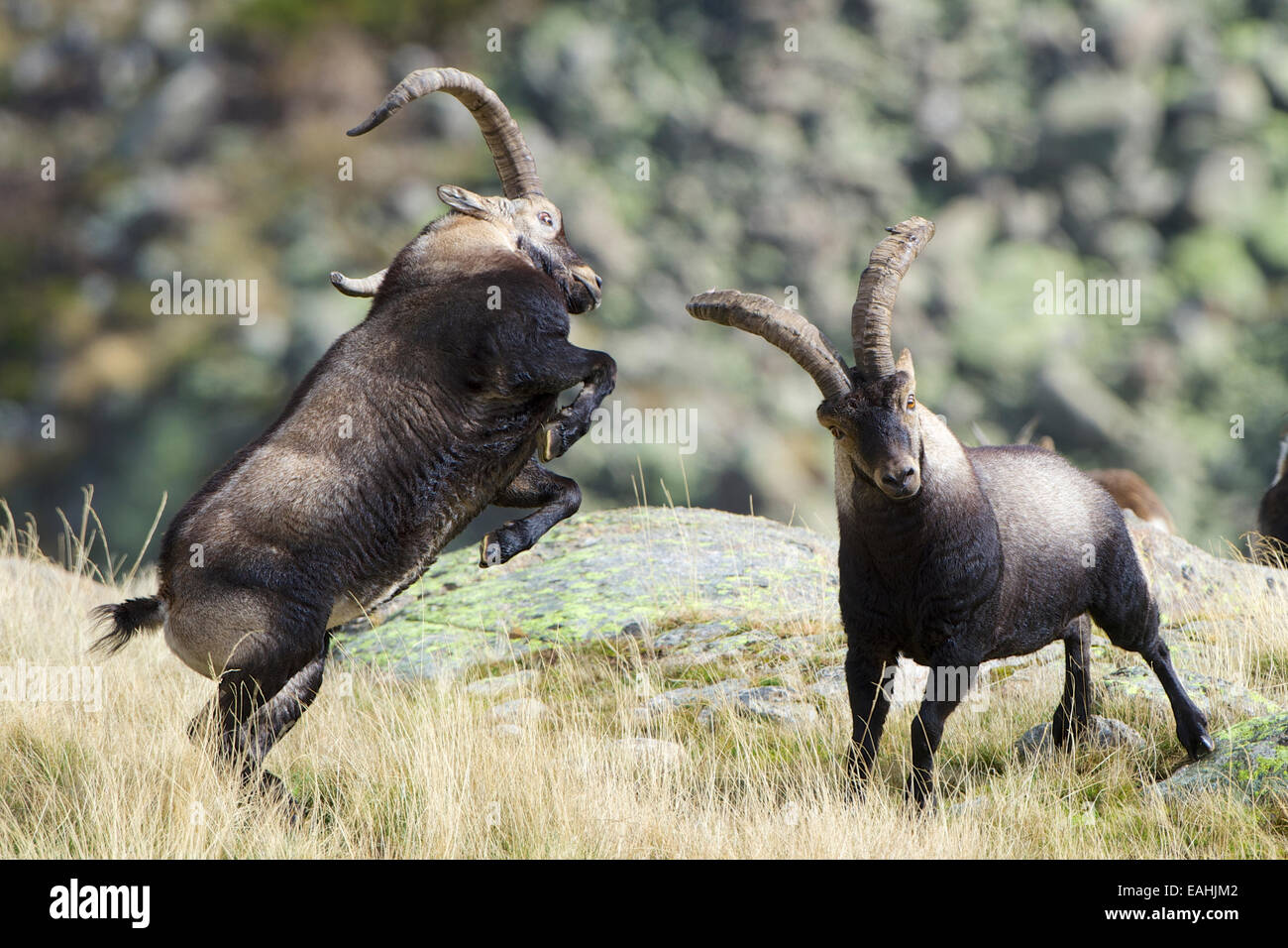An impressive fight between two fully grown Mountain Goats, or Spanish ...