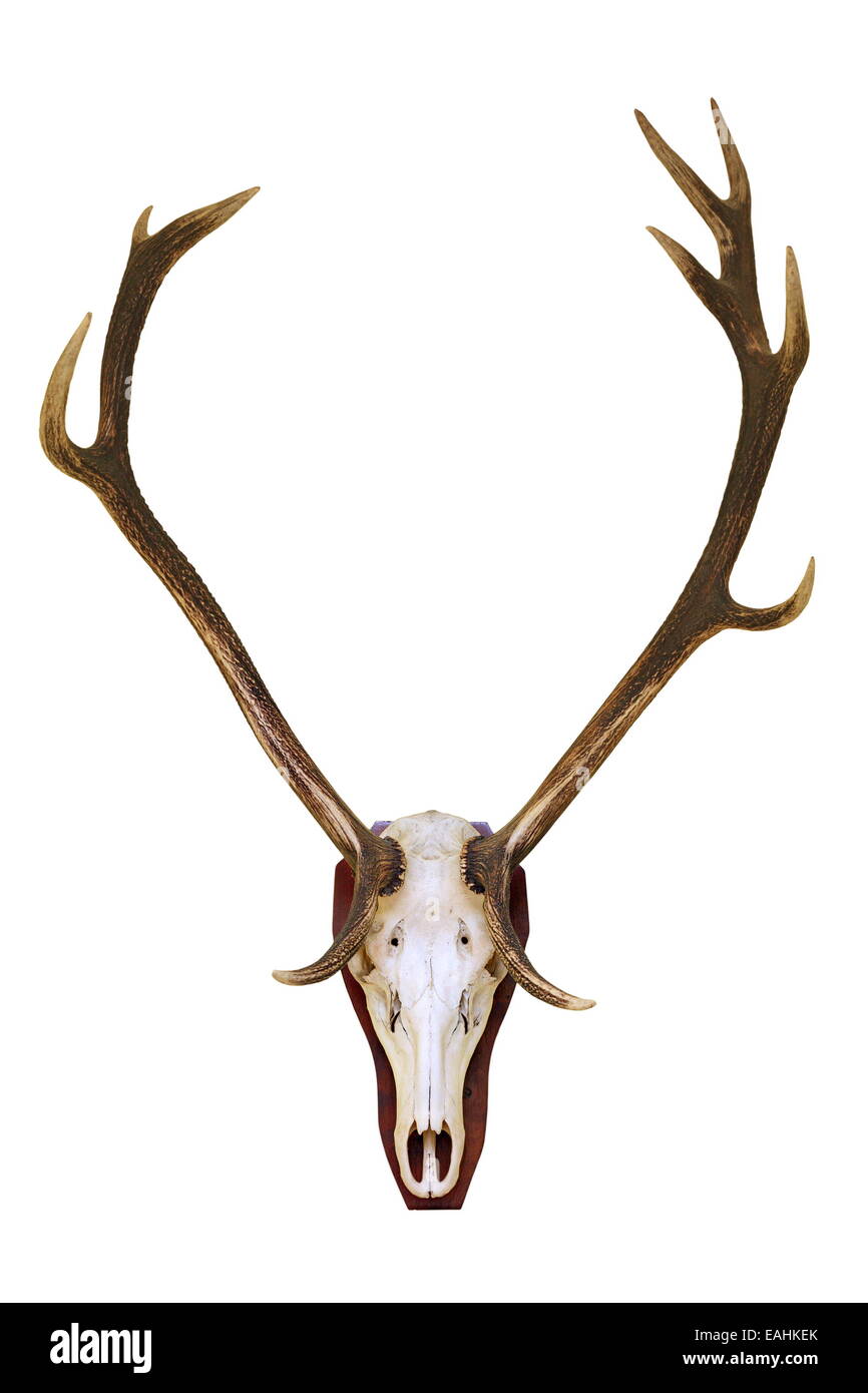 red deer buck skull, hunting trophy isolated over white background ...