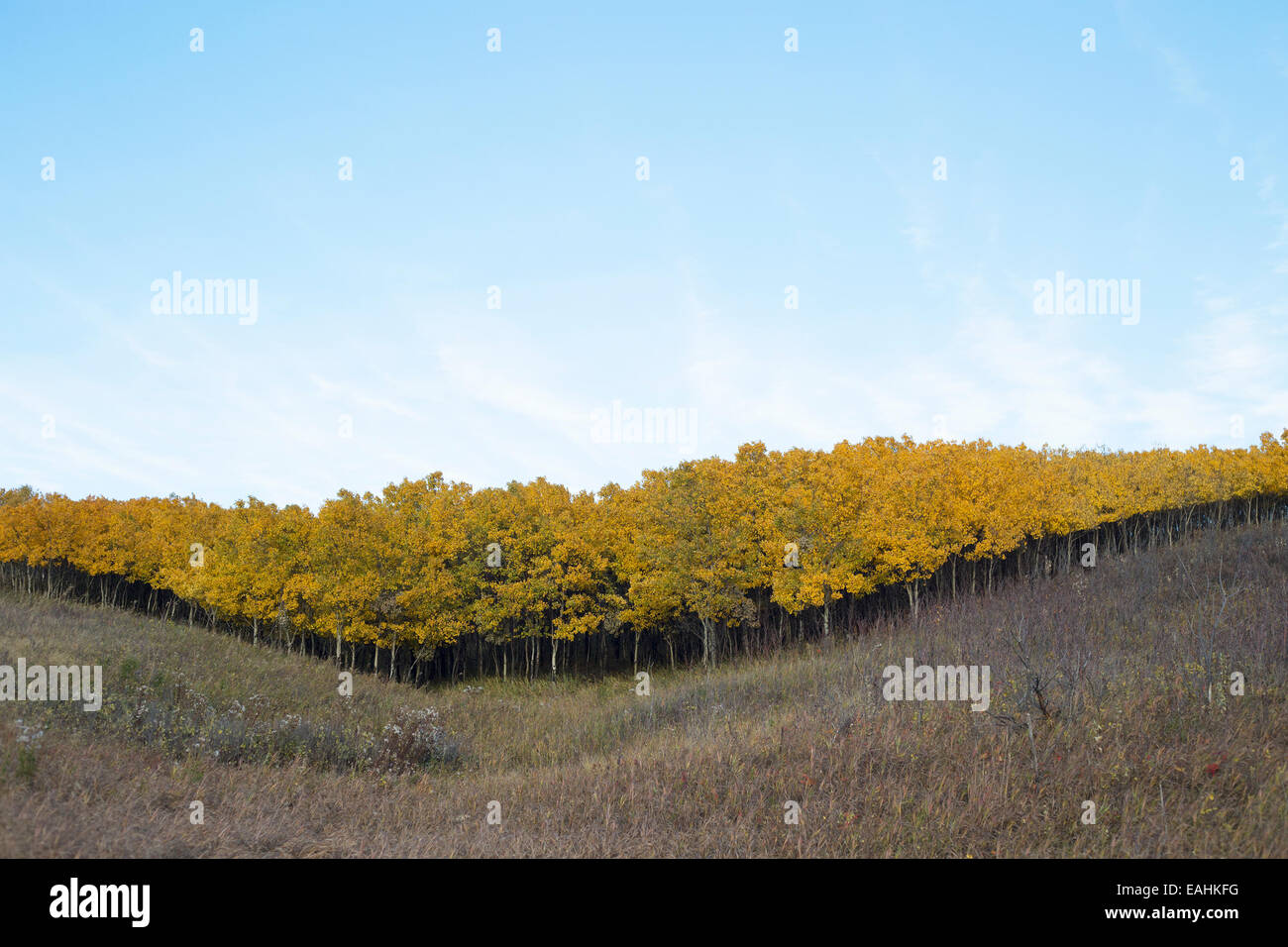 Dense stand of Aspen (Populus tremuloides) saplings growing in a ...