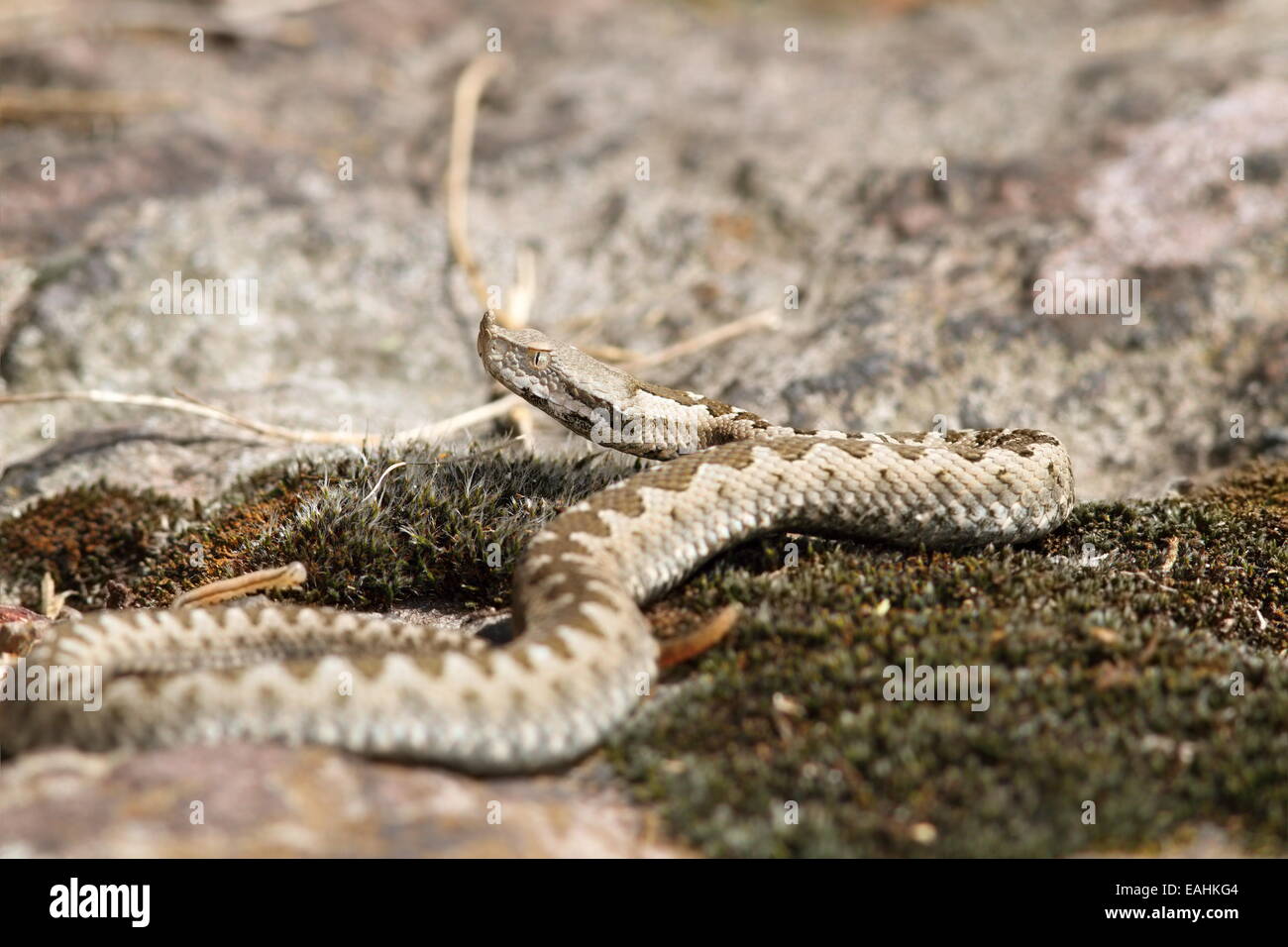 Closeup young european sand viper hi-res stock photography and images ...