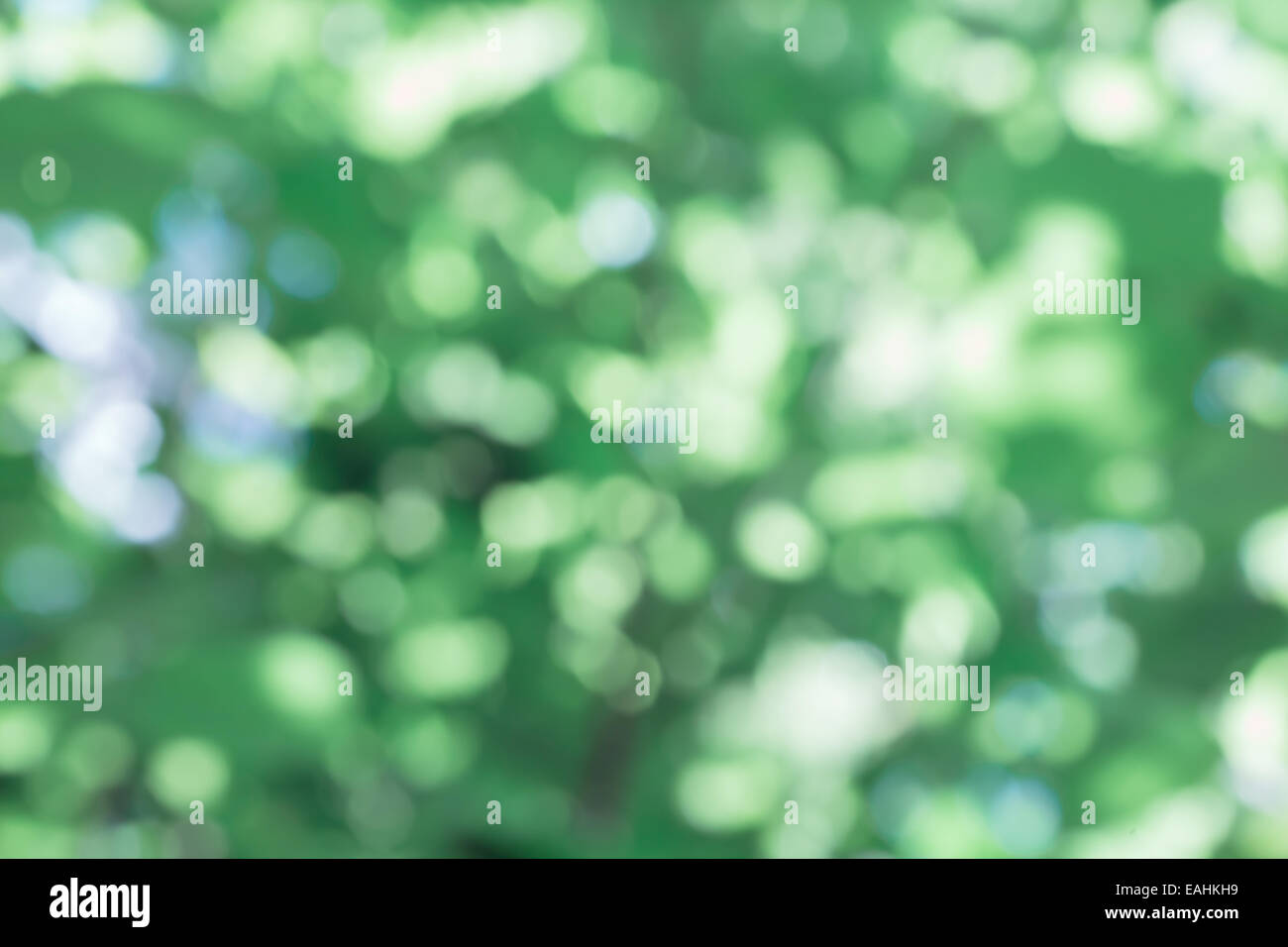 Nature forest bokeh background Stock Photo - Alamy