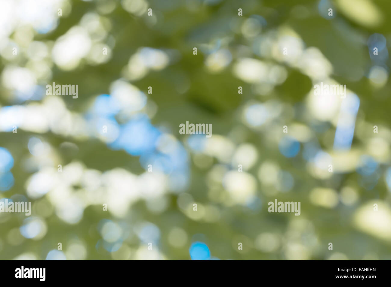 Nature forest bokeh background Stock Photo - Alamy