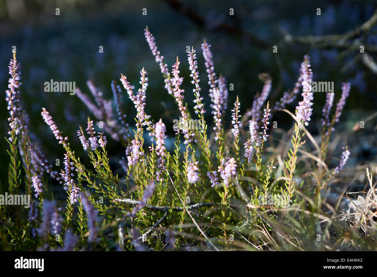 Blooming heather flowers Stock Photo - Alamy