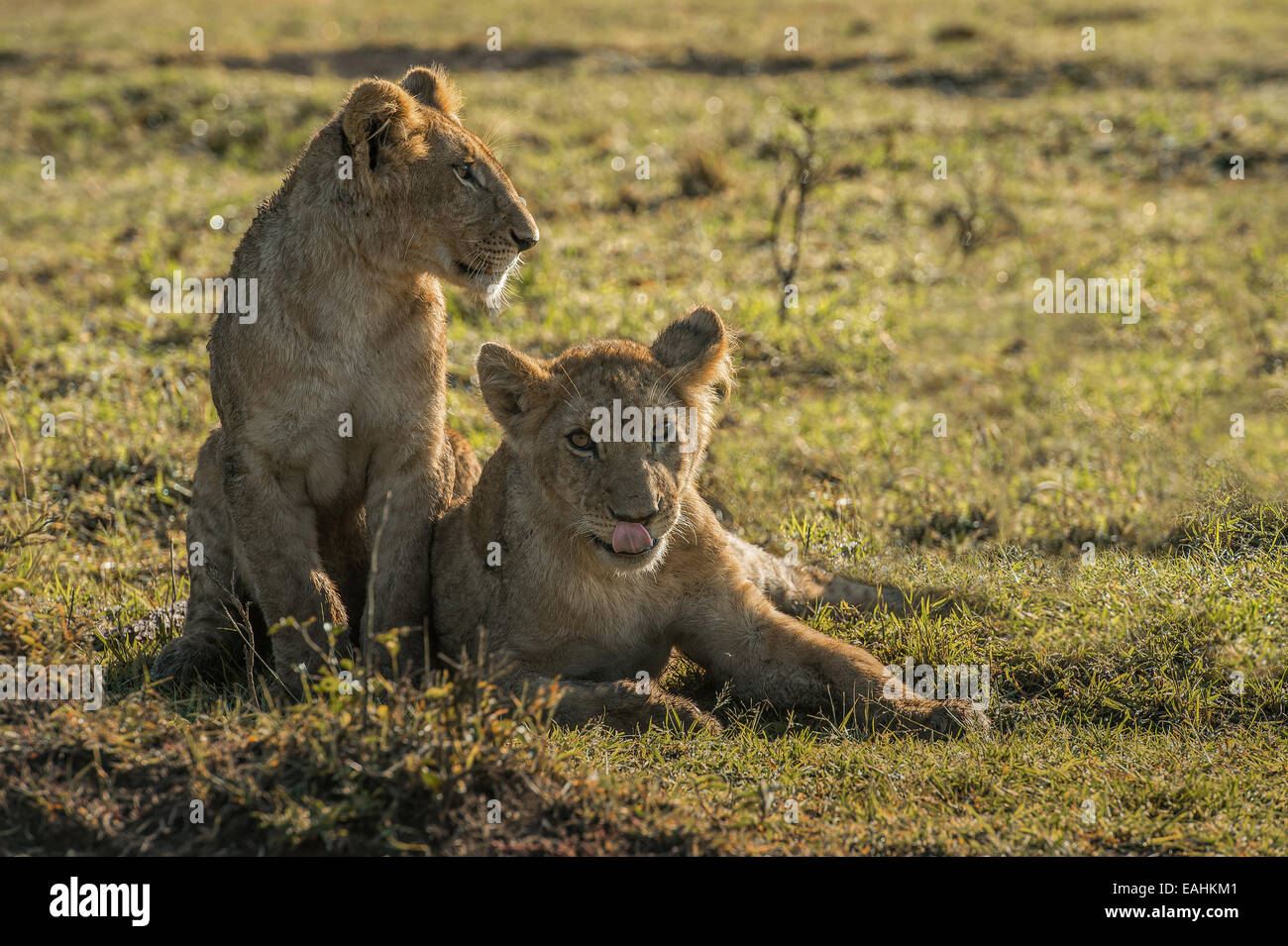 Two lion cubs walking hi-res stock photography and images - Alamy