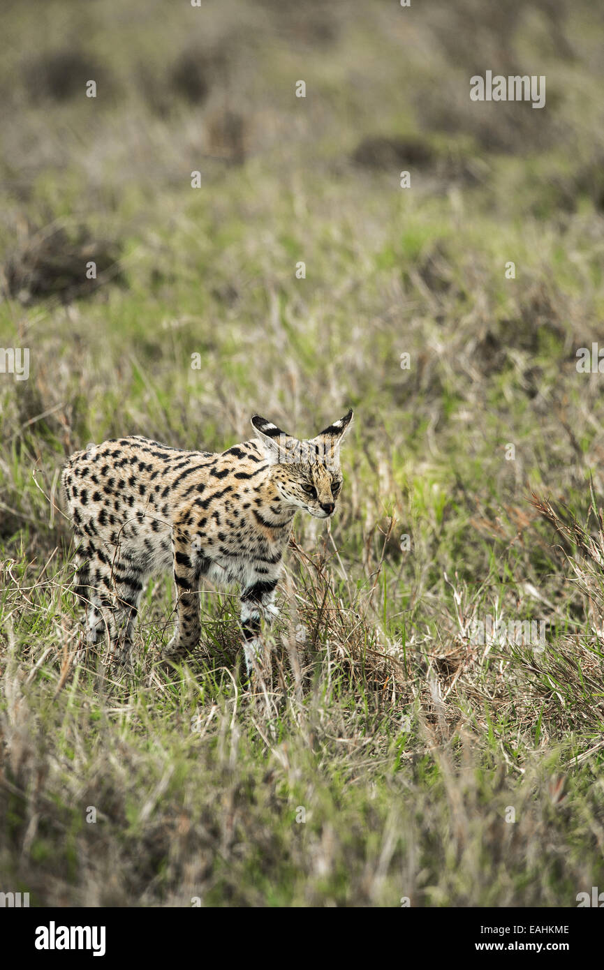 Walking serval hi-res stock photography and images - Alamy