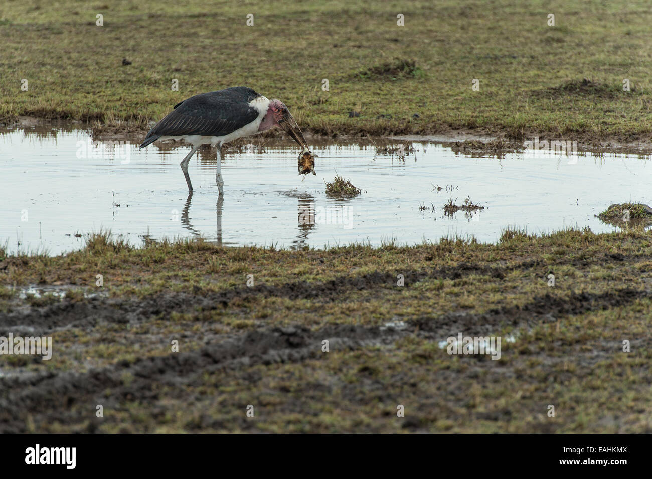 Malibu Stork killing Turtle Stock Photo - Alamy