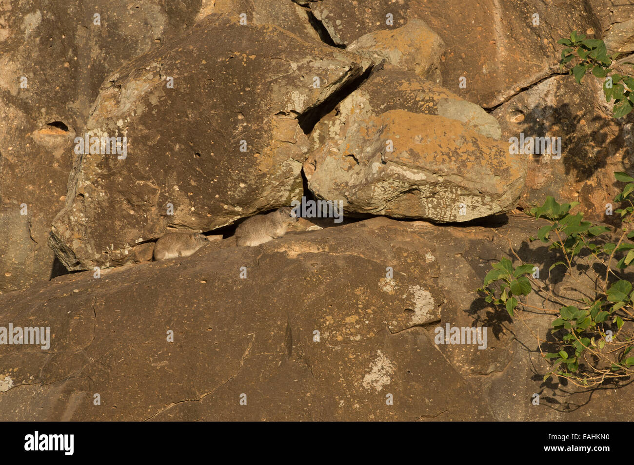 Rock hyrax cape badger hi-res stock photography and images - Alamy
