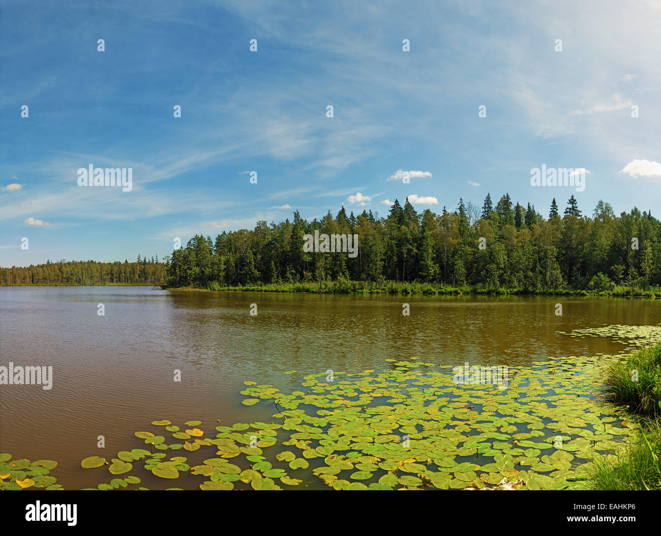 Summer lake landscape. The lake with brown water. Color of water from a ...