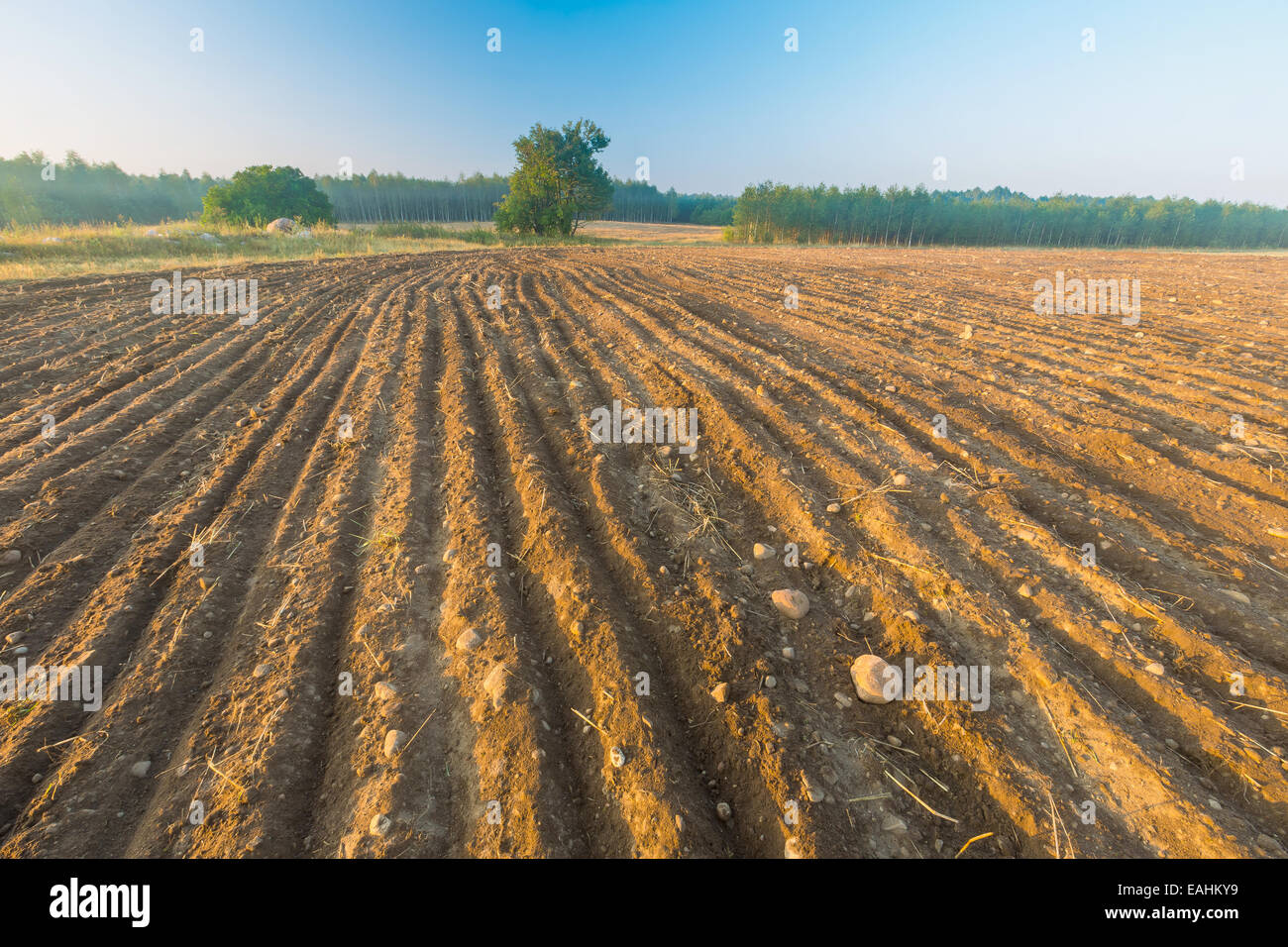 Landscape with plowed field at sunrise Stock Photo - Alamy