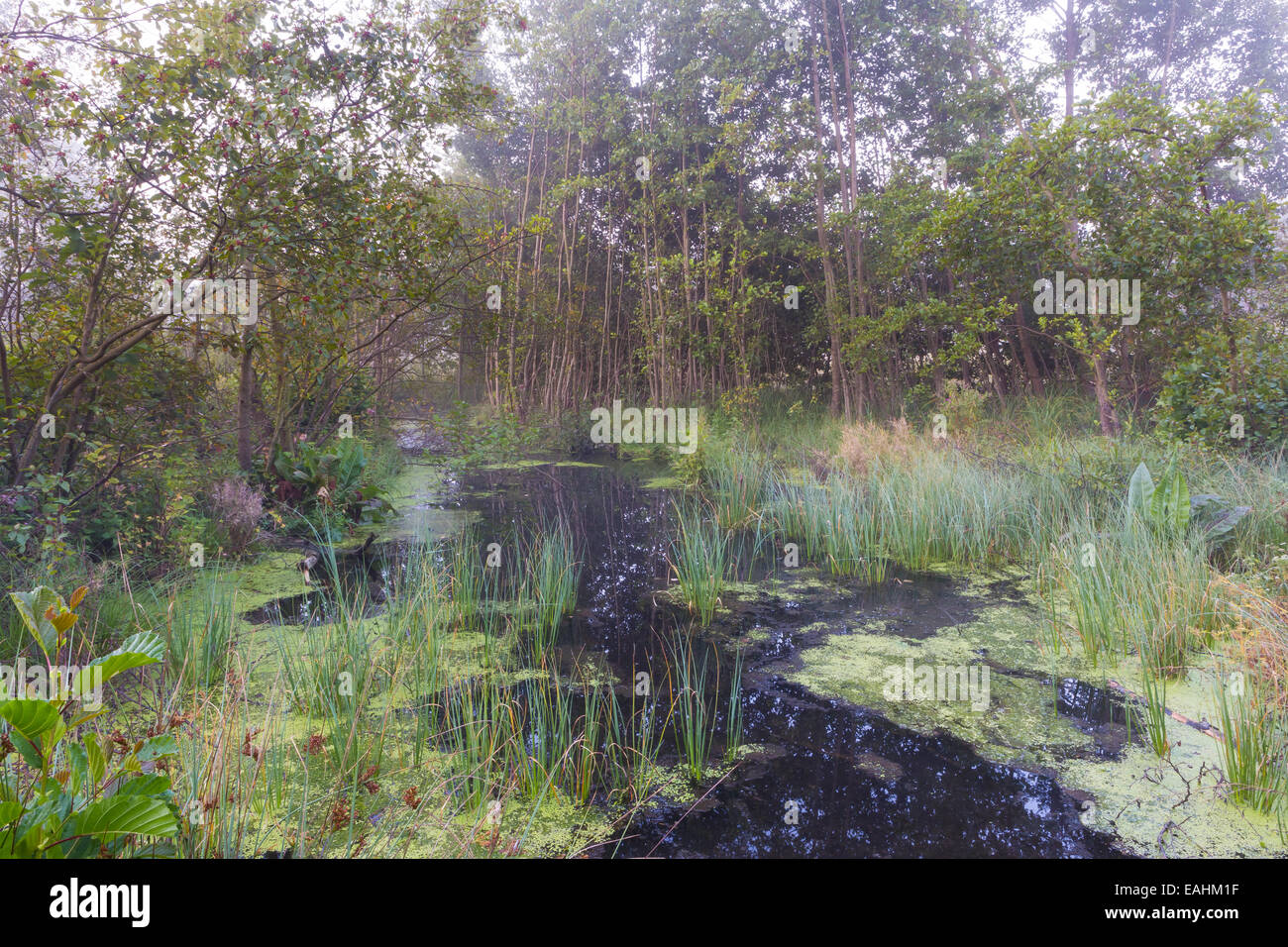 Swamp wetlands hi-res stock photography and images - Alamy
