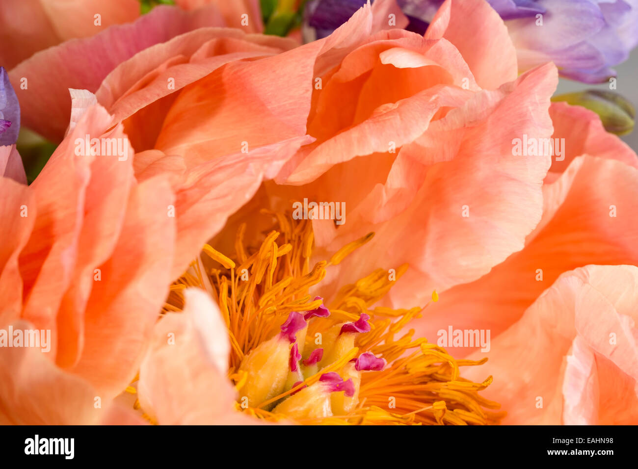 Peach peony hi-res stock photography and images - Alamy