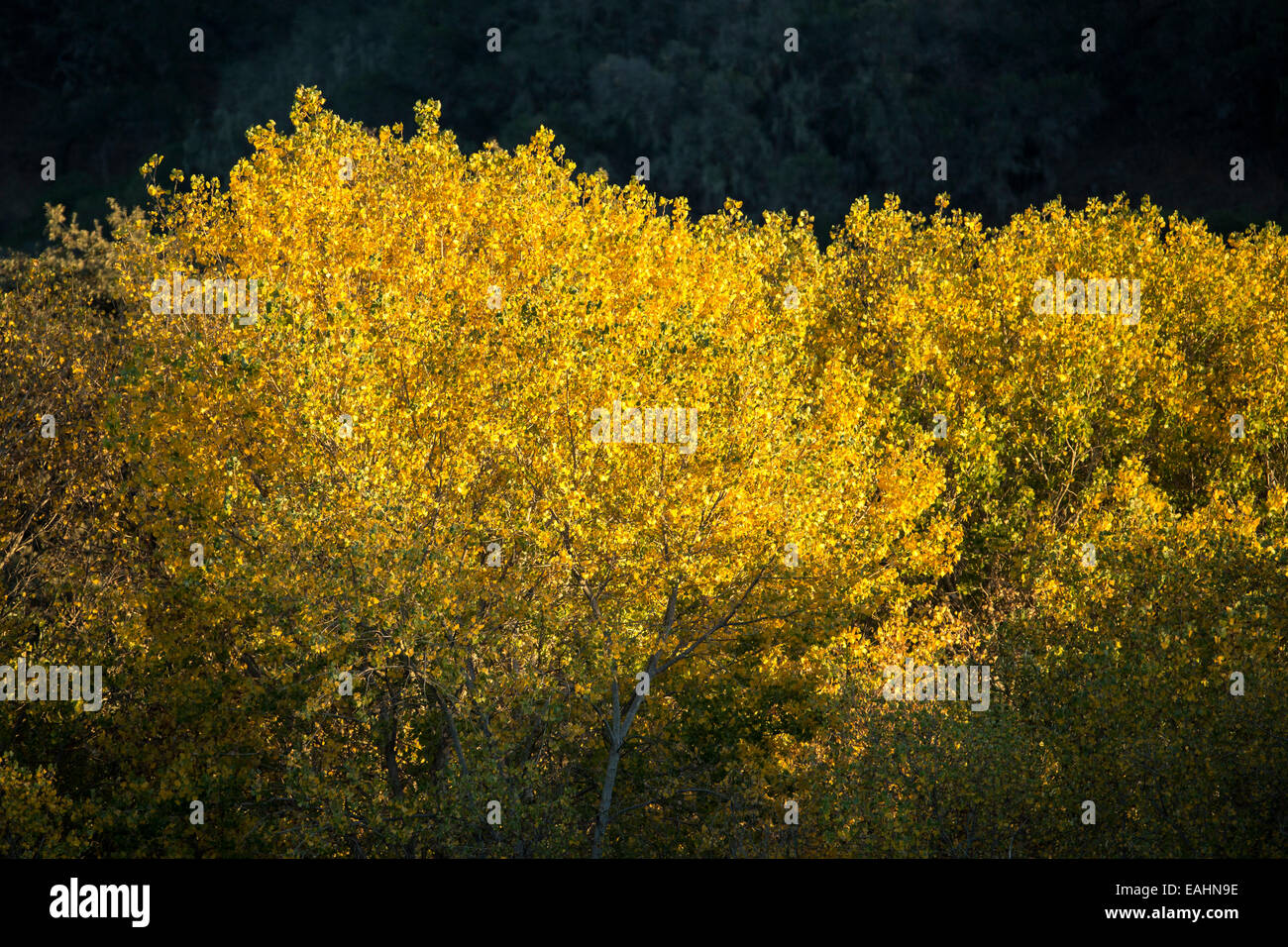 Golden treetops hi-res stock photography and images - Alamy